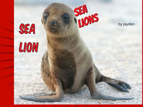 Book Creator | Seals and Sea lions