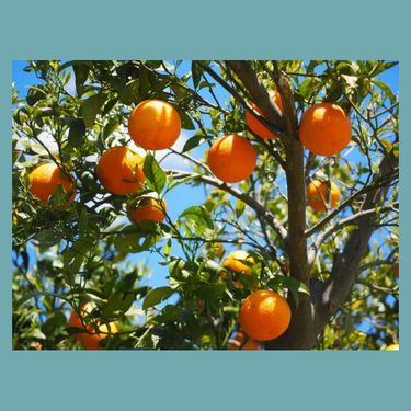 Book Creator | fruits