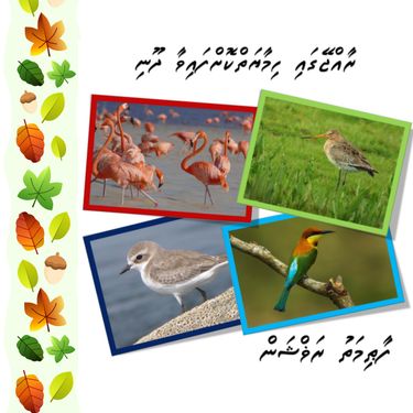 Book Creator | ރާއްޖޭގައި ހިމާޔަތްކޮށްފައިވާ ދޫނި