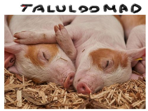 Book Creator | Taluloomad