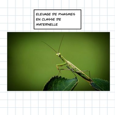 Book Creator | Elevage de phasmes en classe de maternelle