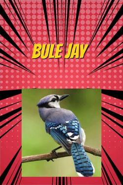 Book Creator | THE BLUE JAY