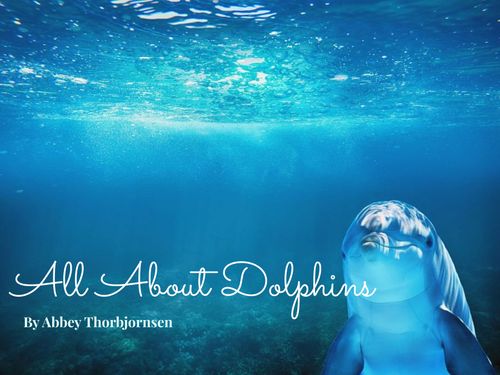 Book Creator | All About Dolphins