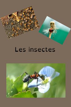 Book Creator | Les insectes