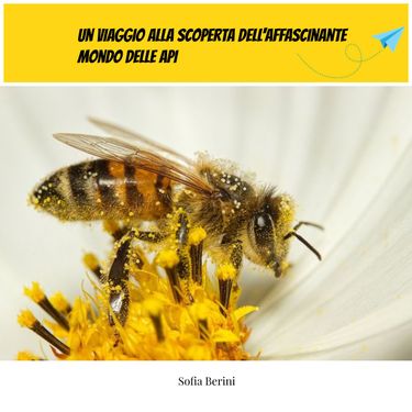 Book Creator | Un viaggio alla scoperta dell'affascinante mondo delle api