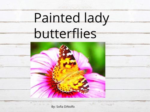 Book Creator | painted lady butterflies