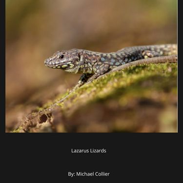 Book Creator | Origin of the Lazarus Lizard