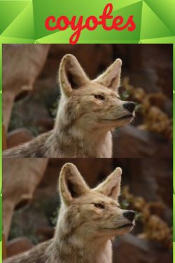 Book Creator | coyotes