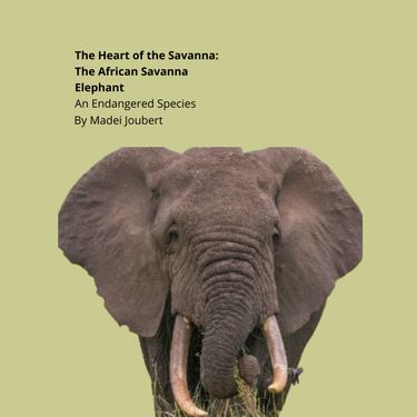 Book Creator | The Heart of the Savanna: The African Savanna Elephant