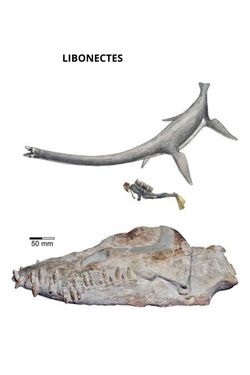 Book Creator | Libonectes