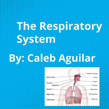 Book Creator | Respiratory System