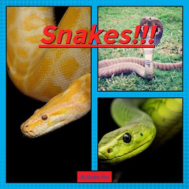 Book Creator | Snakes Snakes Snakes!!!