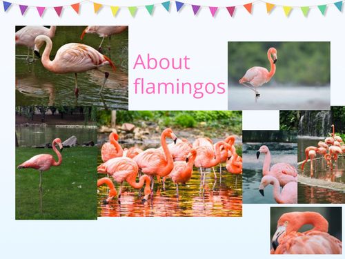 Book Creator | Flamingos