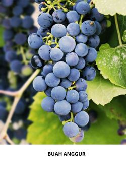 Book Creator | buah anggur