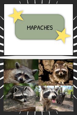 Book Creator | mapaches