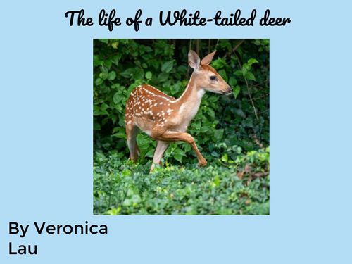 Book Creator | The White-tailed deer