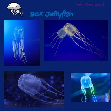 Book Creator | Box Jellyfish