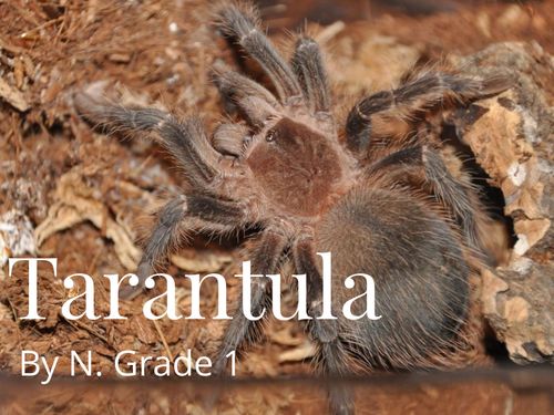 Book Creator | Tarantula by N. Grade 1