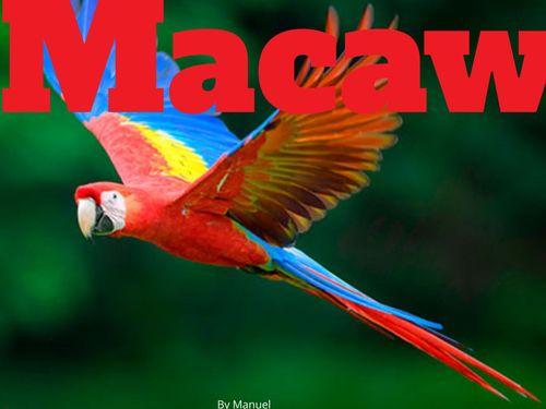 Book Creator | Macaw