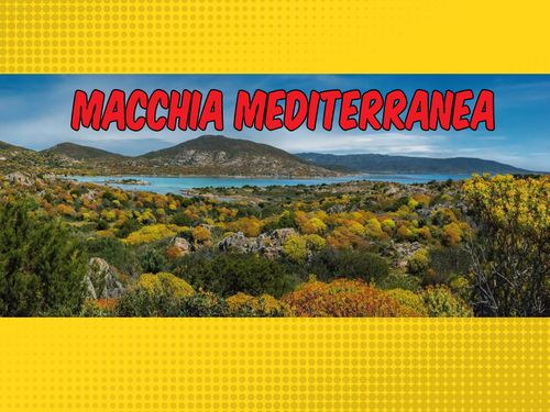 Book Creator | LA MACCHIA MEDITERRANEA
