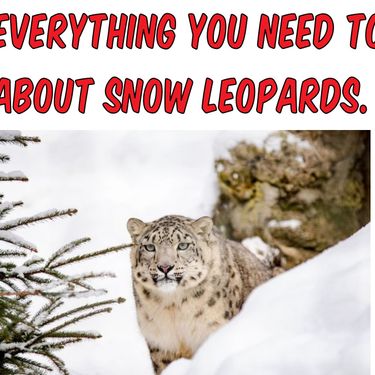 Book Creator | Snow Leopard