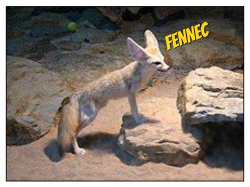 Book Creator | Le Fennec