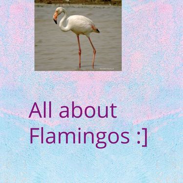 Book Creator | Flamingo
