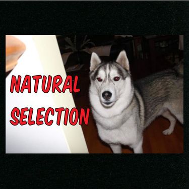 Book Creator | Natural Selection in Dogs