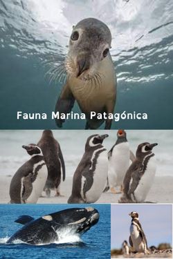 Book Creator | Fauna 2