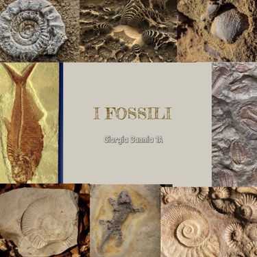 Book Creator | fossili