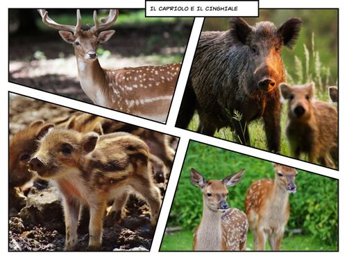 Book Creator | Il capriolo e il cinghiale in Aspromonte