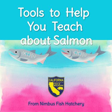 Book Creator | Tools to Help You Teach: Salmon