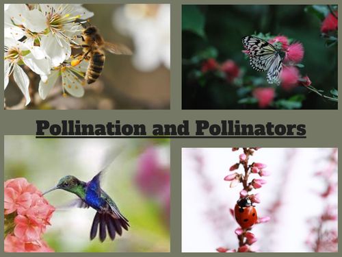 Book Creator | Pollination and Pollinators