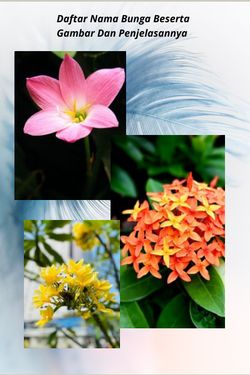 Book Creator | Daftar Nama Bunga dan Gambar Beserta Penjelasannya