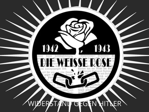 Die Weise Rose Unschuld Widerstand Oder Doch Etwas Mehr Was Bedeutet Eine Weise Rosefeed