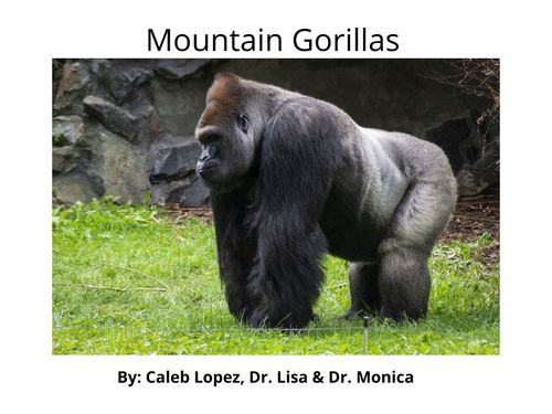 Book Creator | Gorillas