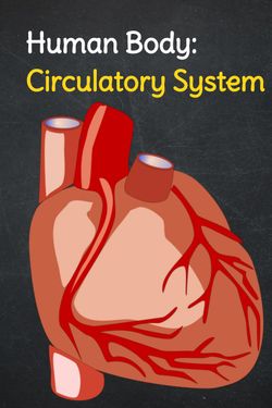 Book Creator | Human Body- Circulatory System