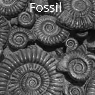 Book Creator | Fossils