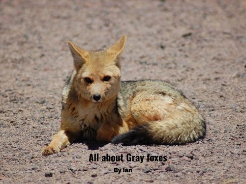 Book Creator | Gray Foxes