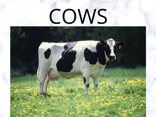 Book Creator | cows