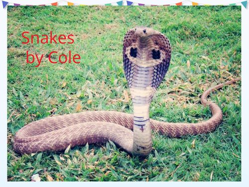 Book Creator | Snakes