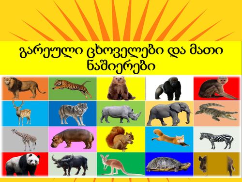 Book Creator | საცდელი