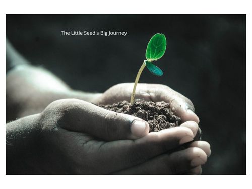 Book Creator | The Little Seed's Journey