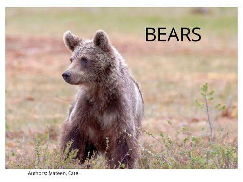 Book Creator | Bears