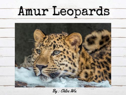 Book Creator | Amur Leopard