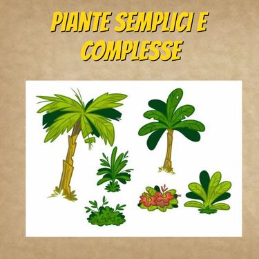 Book Creator | Piante semplici e piante complesse