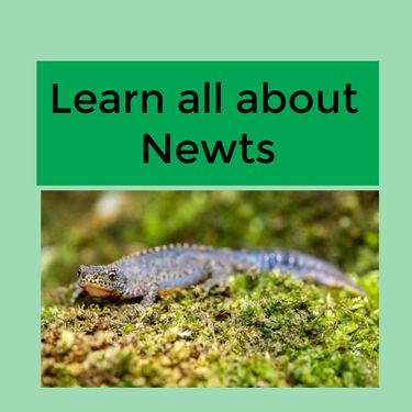 Book Creator | Ms Roe Newts