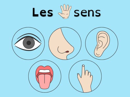 Book Creator | Les cinq sens