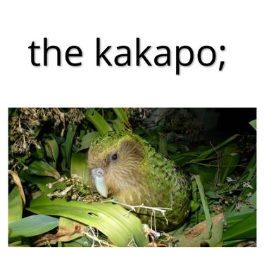 Book Creator | the Kakapo