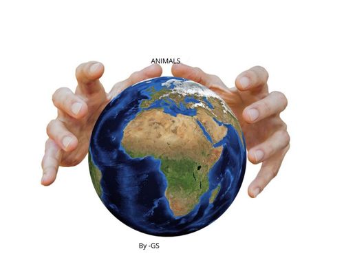 Book Creator Animals